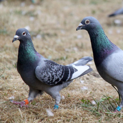 Uno de los centros de cría de palomas más importante de España - Centro ...