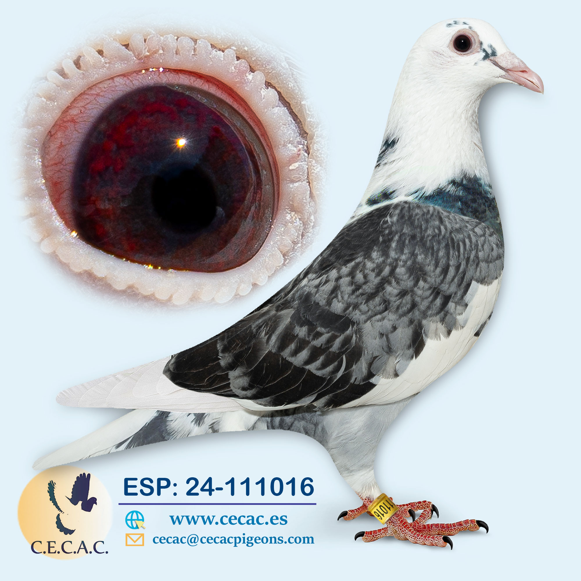 ESP: 2024-111016-M♂ PIPA ELITE CENTER/BART GEERINNCKX - Centro de Cría de Palomas