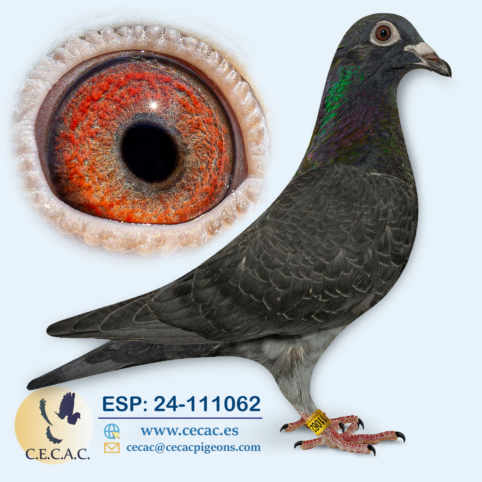 ESP: 2024-111062-H♀ DIRK VAN DEN BULCK - Centro de Cría de Palomas